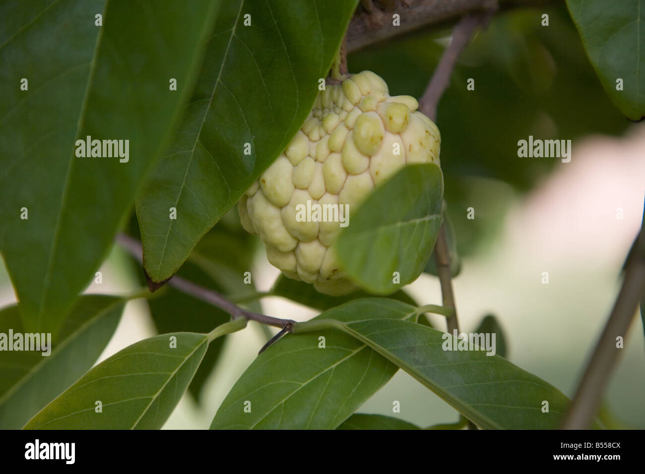 Fruit of Annona Squamosa Stock Photo - Alamy