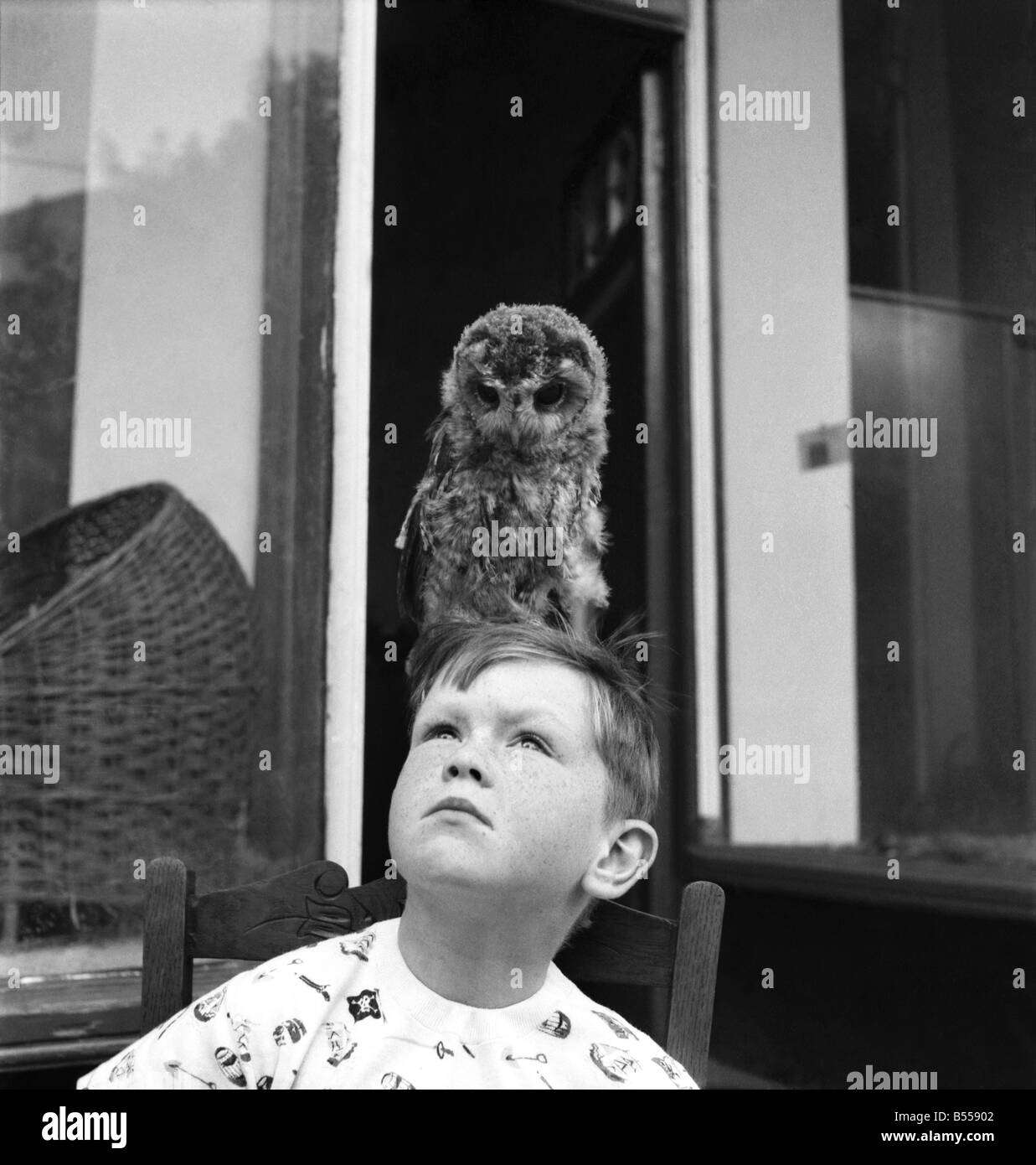 Birds: Owls. The strange story of Oswald the Owl, who does not too-whit ...