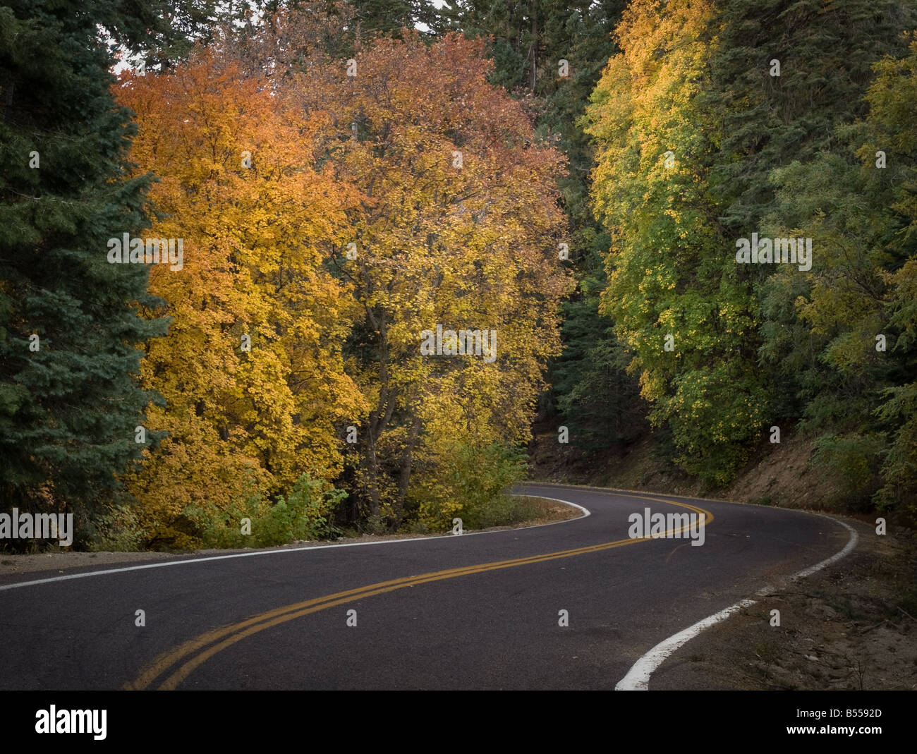 maples along route 366, pinaleno mountains, arizona Stock Photo - Alamy