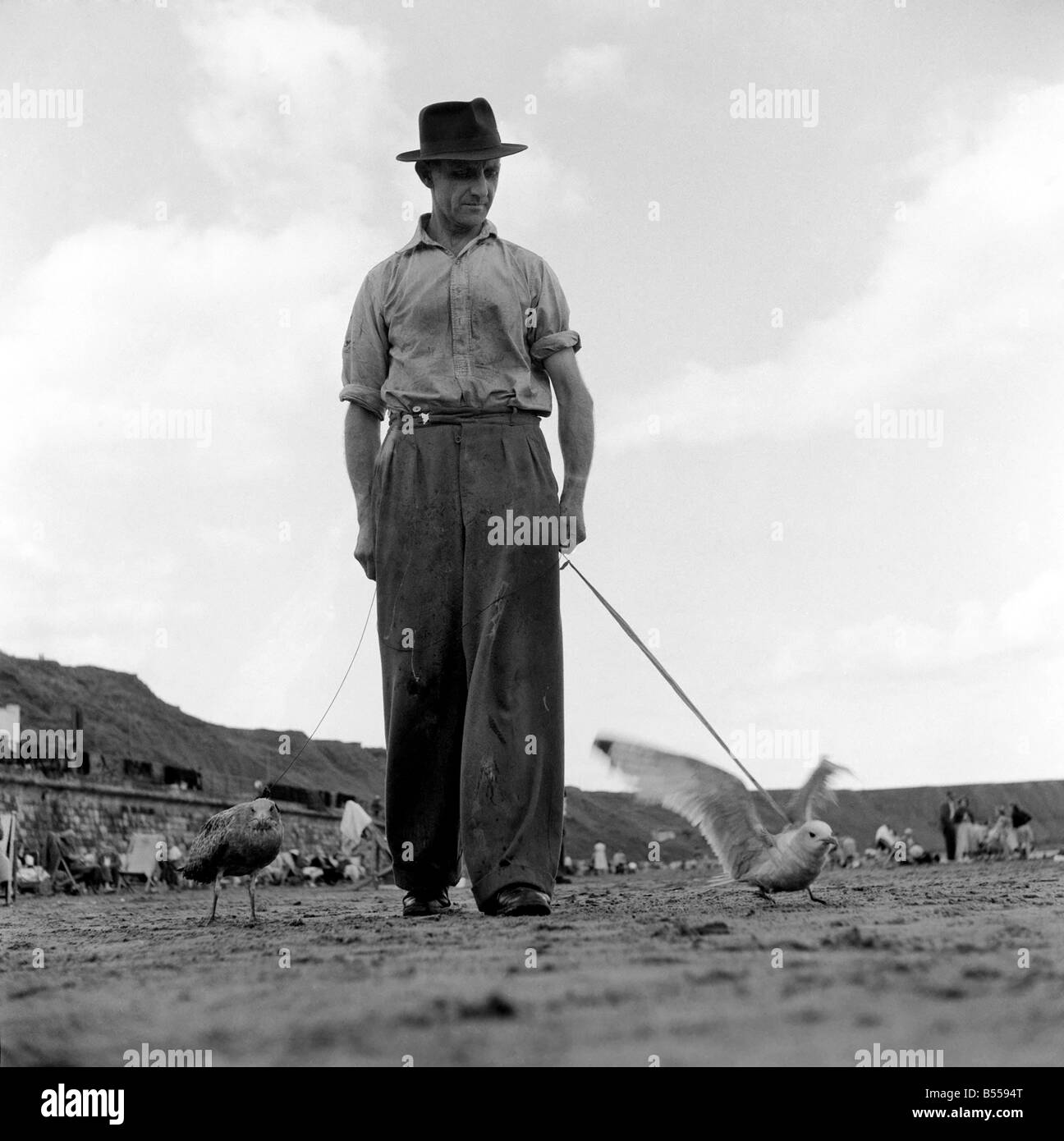 Man walking a seagull. August 1953 D5252 Stock Photo - Alamy