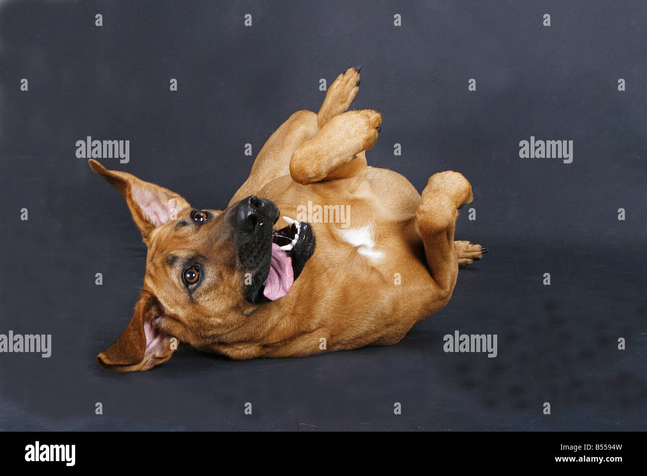 Why Is My Dog Rolling On The Floor