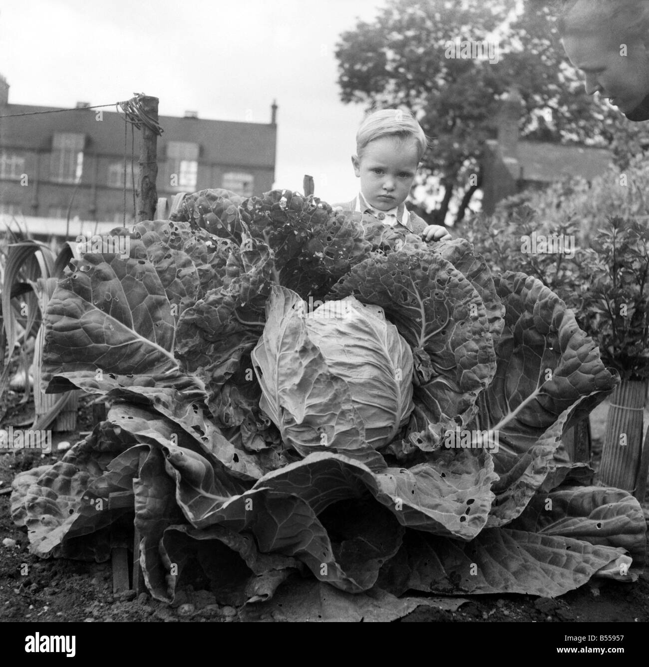 Boy hiding behind giant cabbage. August 1953 D5329 Stock Photo - Alamy