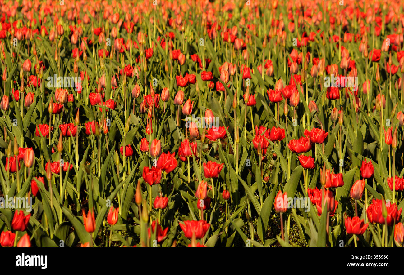 Celebration of botanical diversity hi-res stock photography and images ...