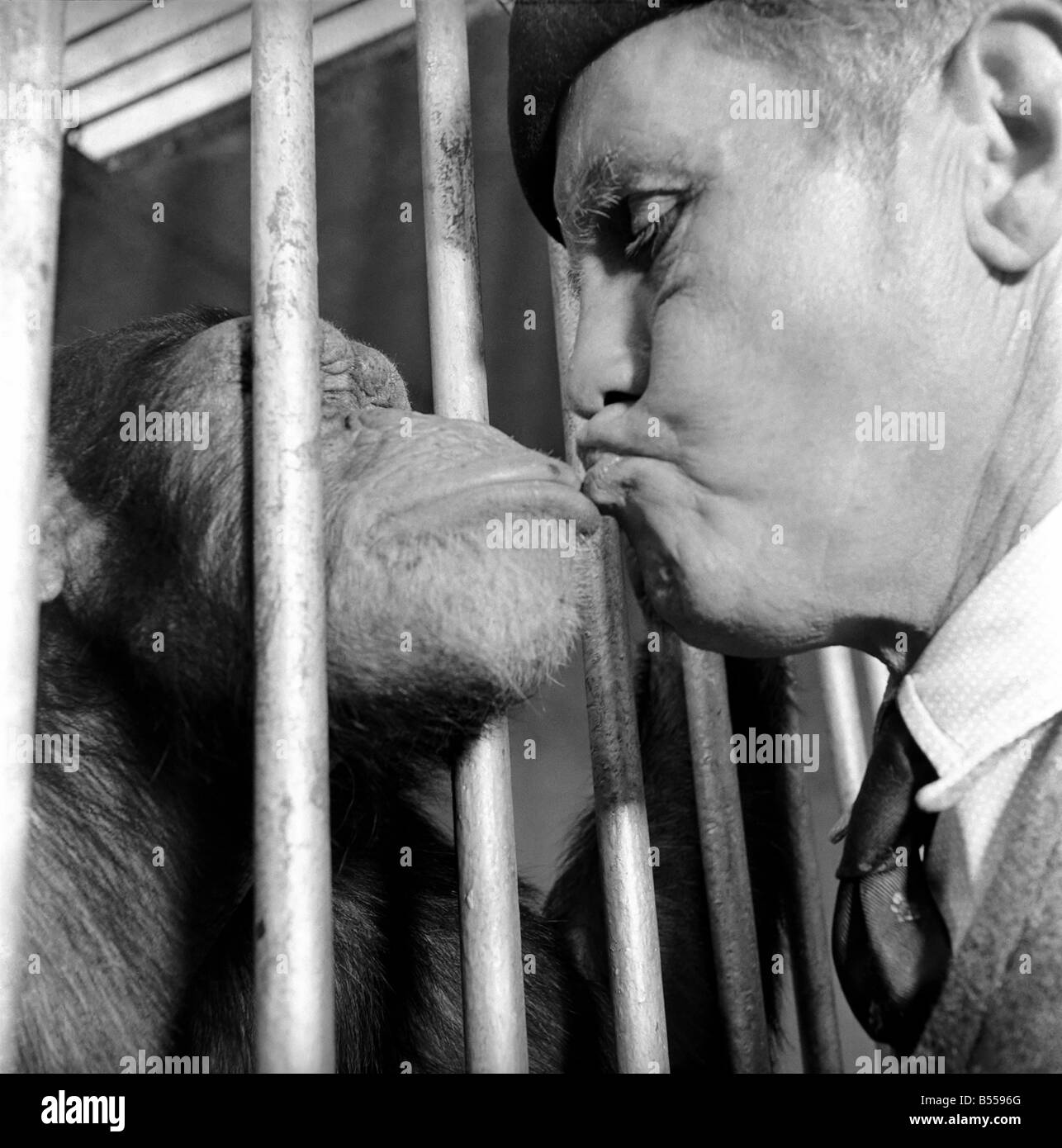 Monkeys kissing hi-res stock photography and images - Alamy