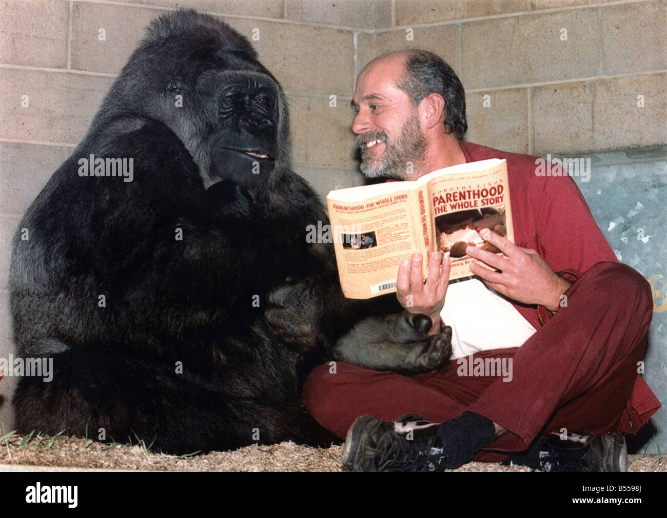 A gorilla takes advice from Mike Colbourne, park keeper for Bristol Zoo ...