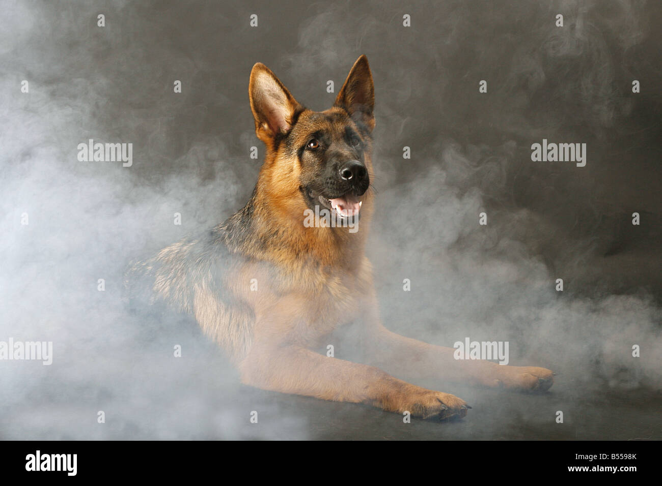 German Shepherd dog - lying in fog Stock Photo - Alamy