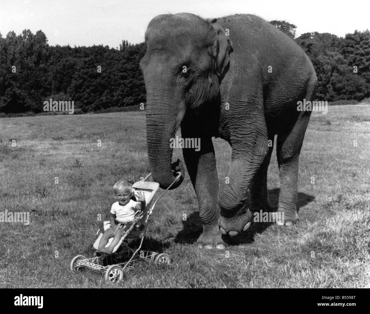 Toddler Danny Raven sitting in his pushchair with Rani the Elephant ...