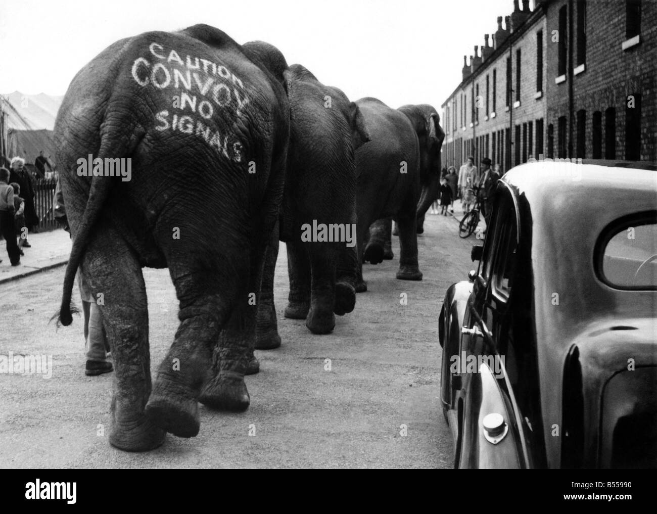 Elephants marching hi-res stock photography and images - Alamy