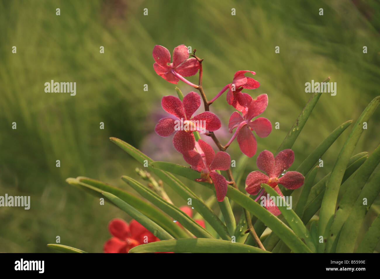 The bright and colorful orchids Stock Photo - Alamy