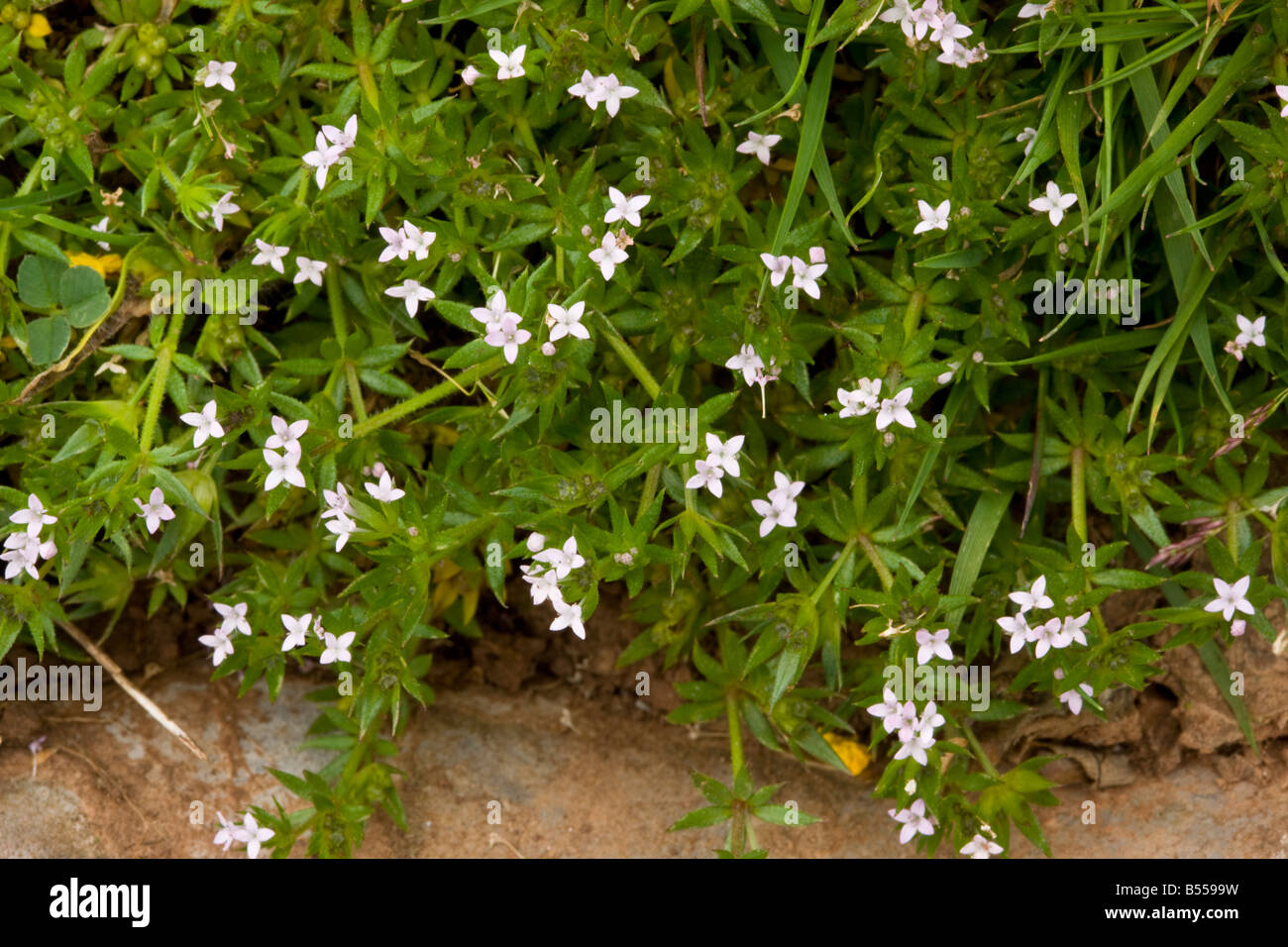 Field Madder Sherardia arvensis in limestone grassland Stock Photo - Alamy