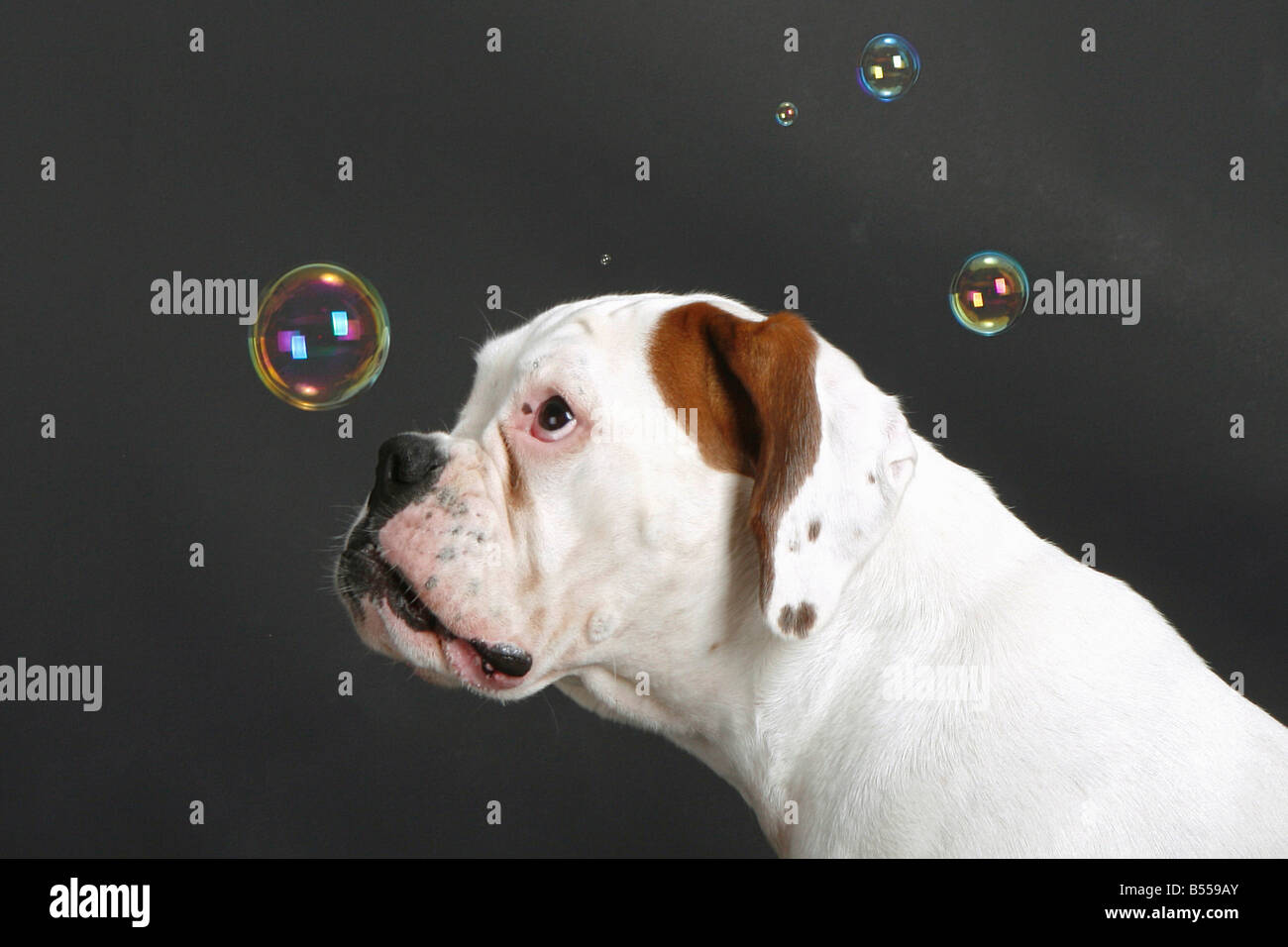 white Boxer - watching bubble soaps Stock Photo - Alamy