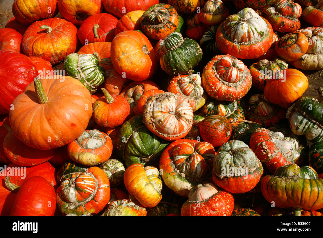 Pumpkin (Cucurbita pepo), variety: Hokkaido and Turks Turban Squash for ...