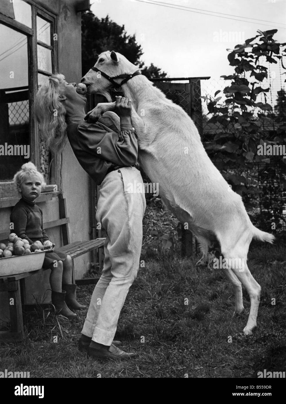 Animals: Goats: Mollie the goat helps harvest apples in Buckinghamshire ...