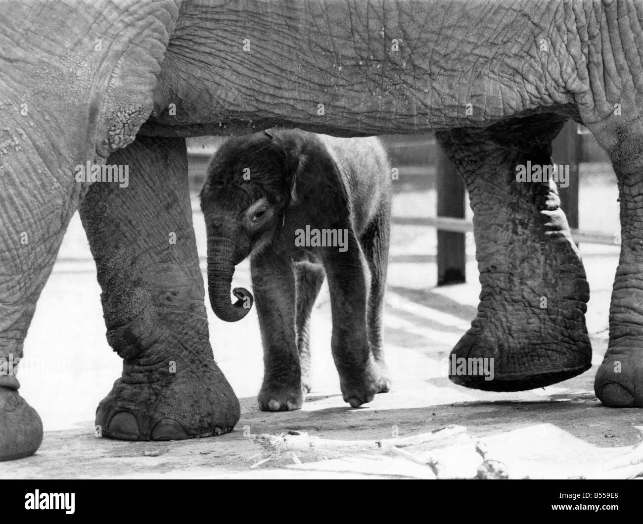 Swana High Resolution Stock Photography and Images - Alamy