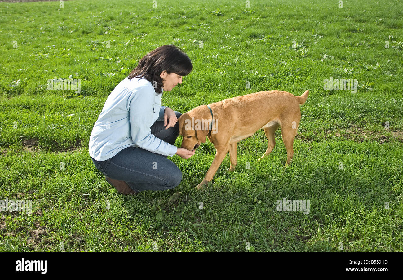 dog education : dog getting treat Stock Photo - Alamy