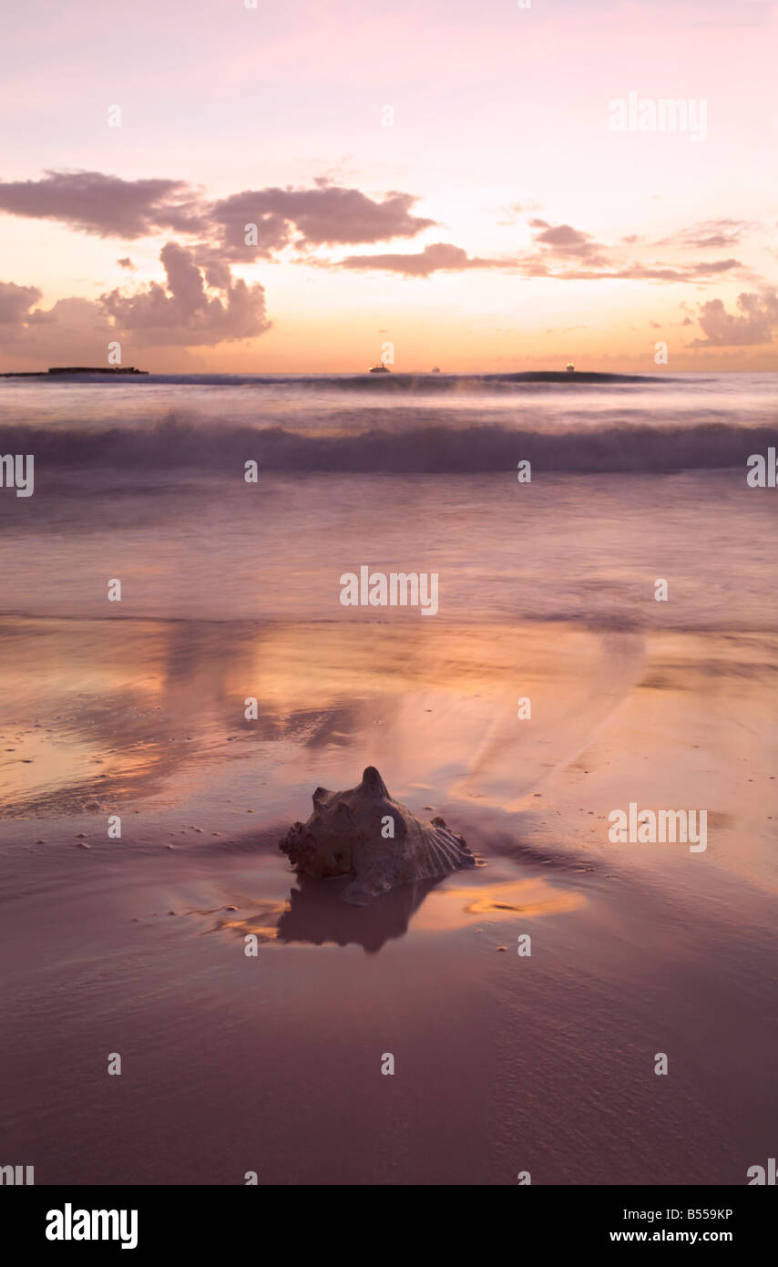 "Conch shell" on sunset beach Stock Photo - Alamy
