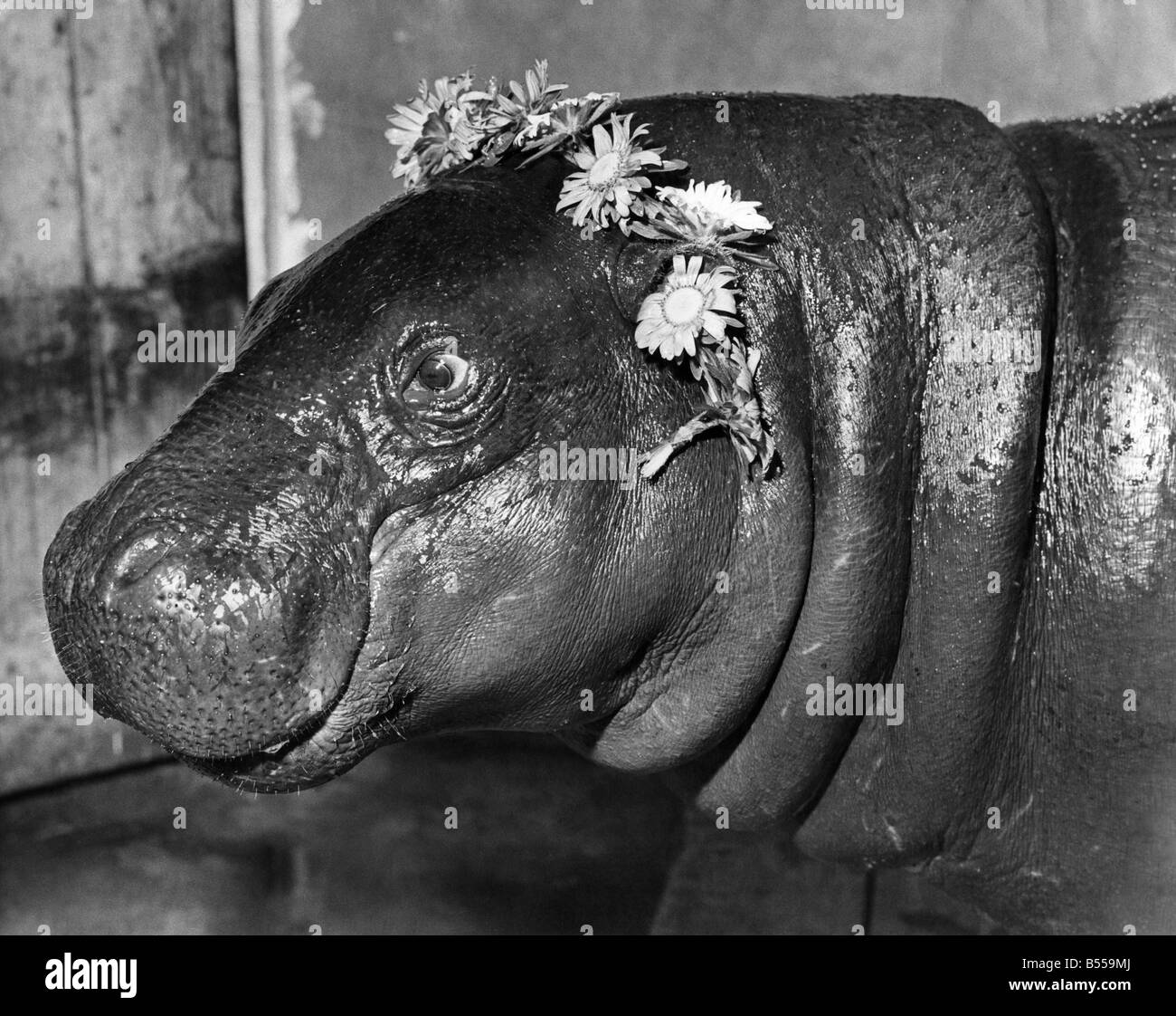 Half of a flower Black and White Stock Photos & Images - Alamy