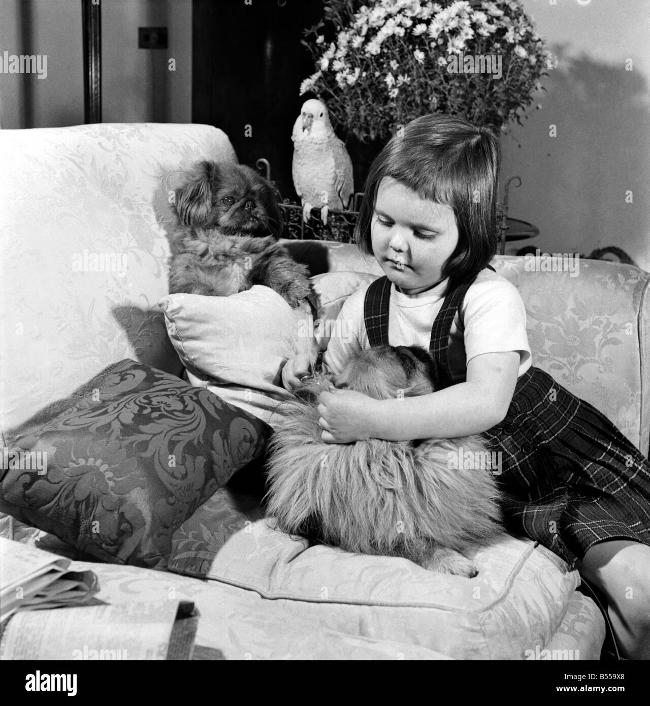 Caroline, little daughter of the Earl and Countess Ranfurly is making a ...