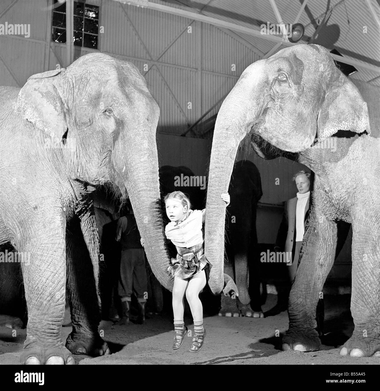 Elephants performing in circus hi-res stock photography and images - Alamy
