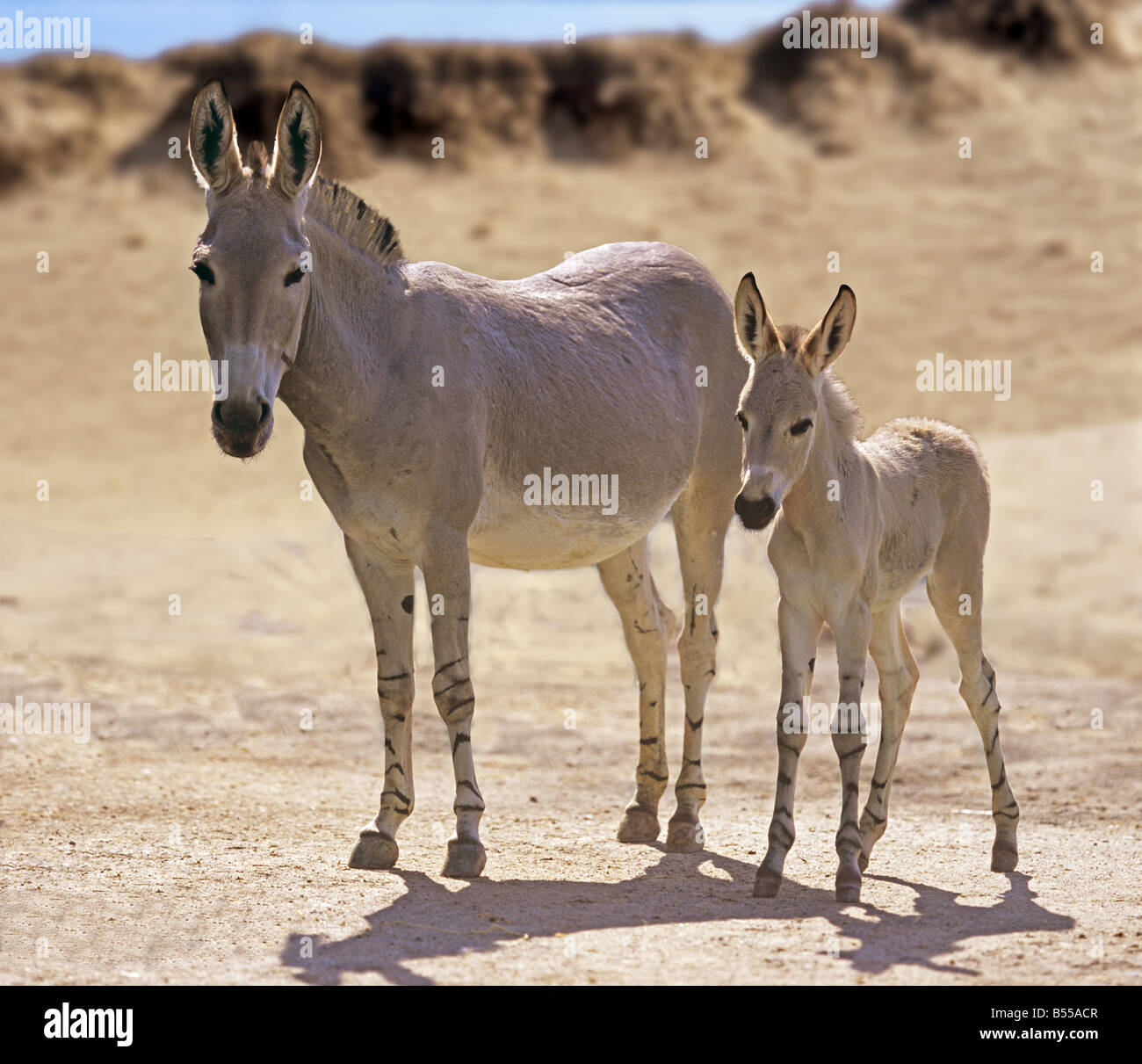 Somali Wild Ass (Equus africanus somalicus). Mother with with foal ...
