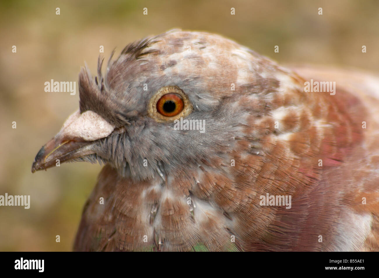 Mottled pigeon hi-res stock photography and images - Alamy