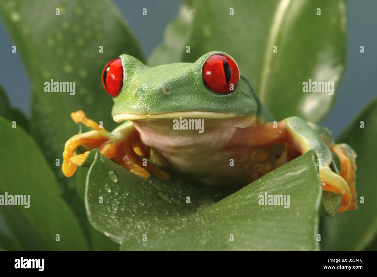 Red-eyed Tree Frog on leaf / Agalychnis callidryas Stock Photo - Alamy
