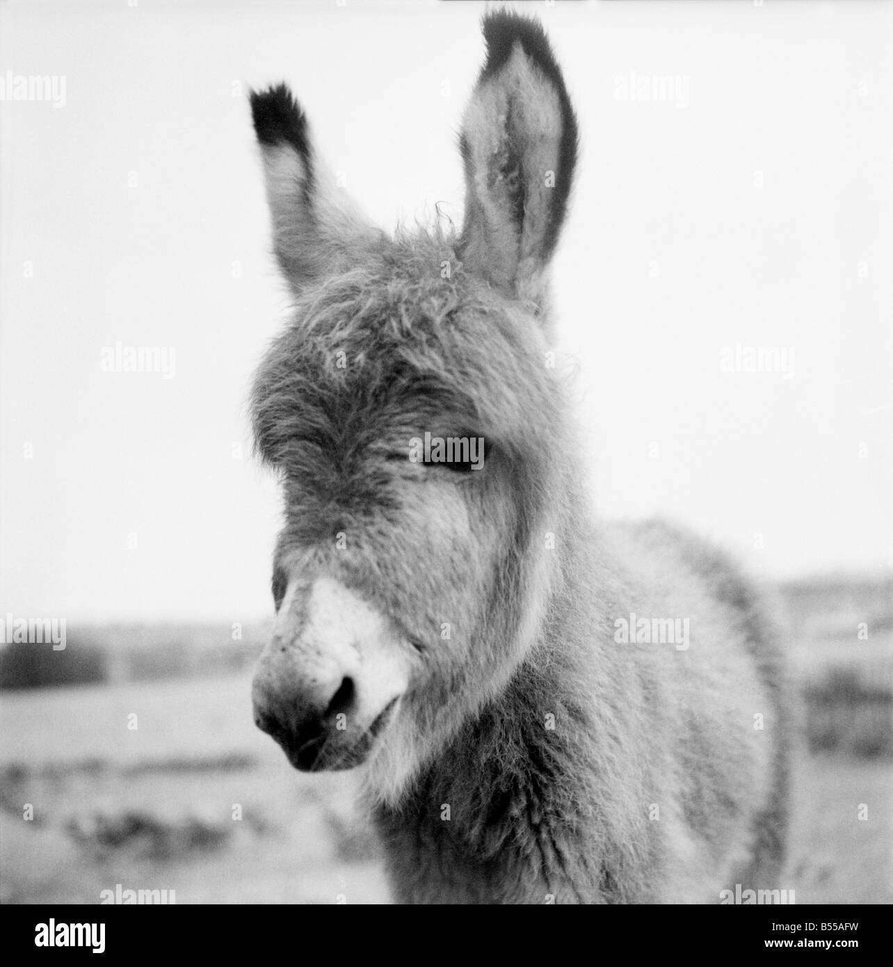 Donkey animal not toy not illustration Black and White Stock Photos ...