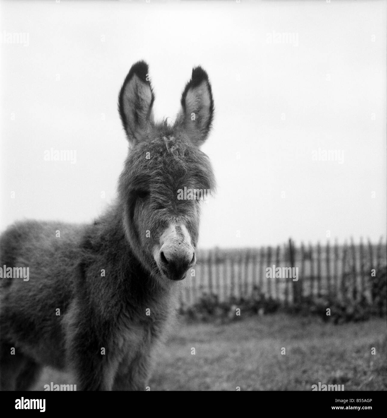 Donkey animal not toy not illustration Black and White Stock Photos ...