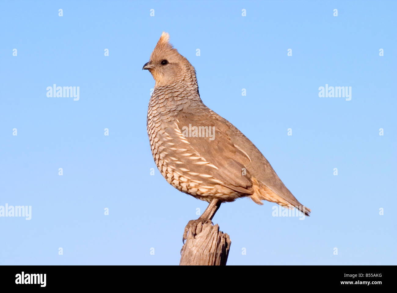 Scaled Quail Adult Male Stock Photo - Alamy