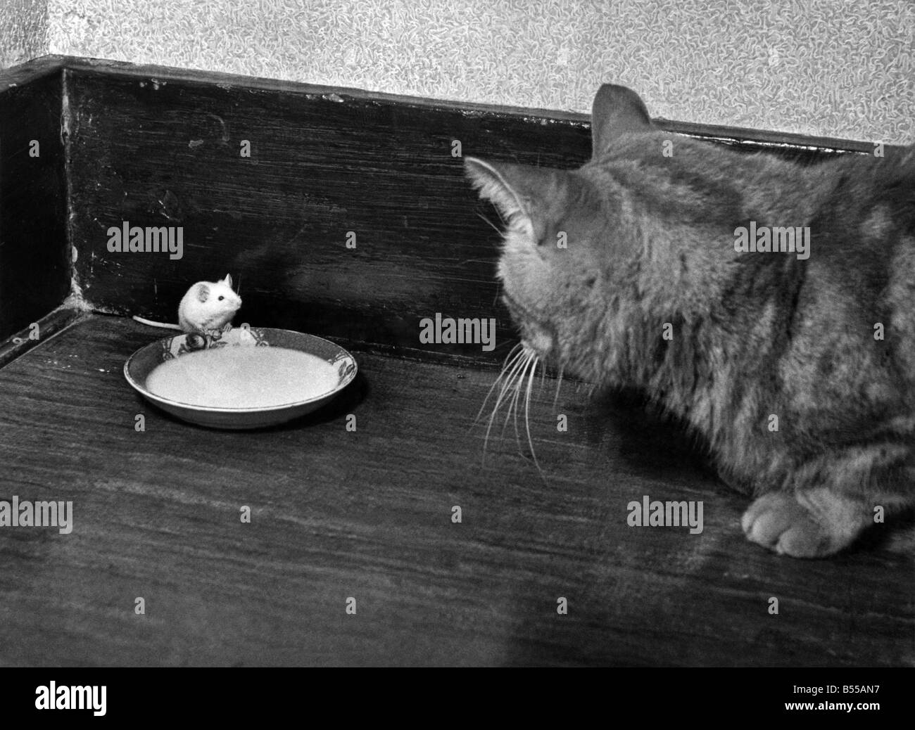 Animals Friends - Cats and Mice 1949: Have this one on me, invites Snow ...