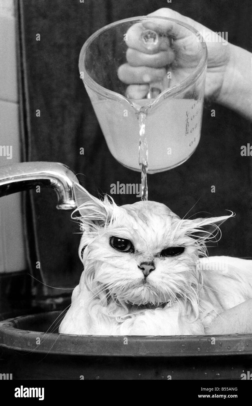 Not Amused Cat