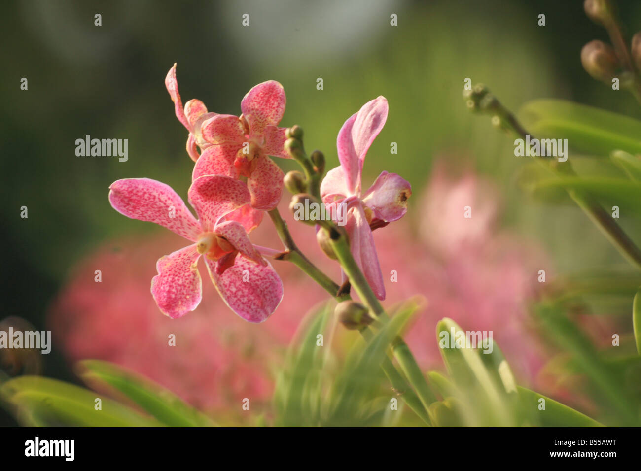 The bright and colorful orchids Stock Photo - Alamy