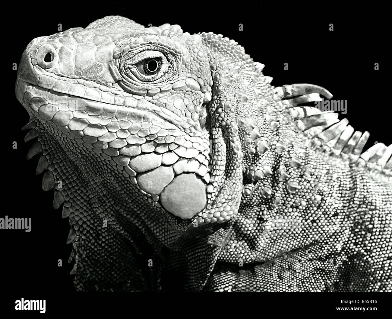 USA, Iguana is a genus of lizard native to tropical areas of Central ...