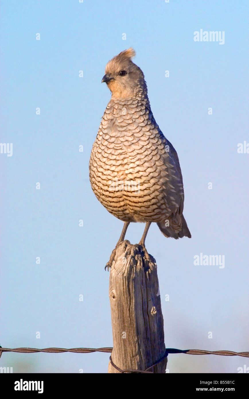 Scaled Quail Adult Male Stock Photo - Alamy