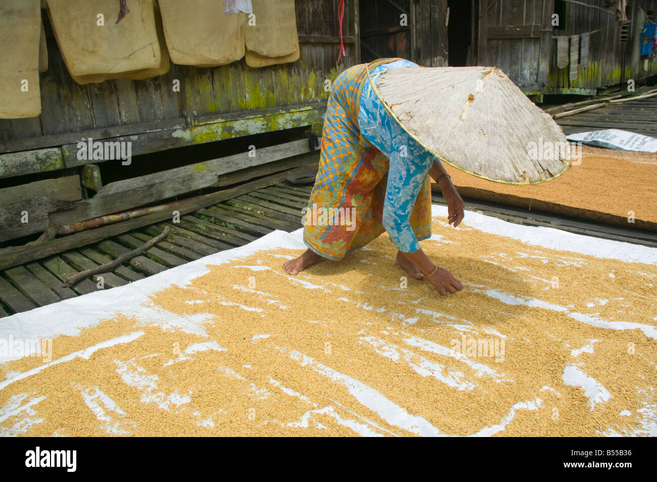 A woman laying out rice to dry at an Iban longhouse, nr Kapit, Sarawak ...