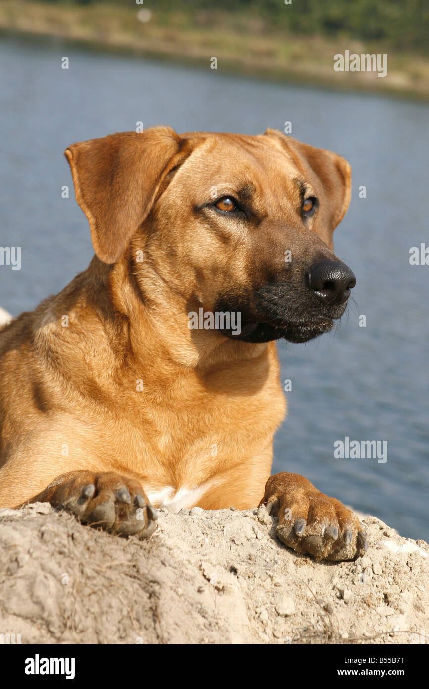 half breed dog - portrait Stock Photo - Alamy