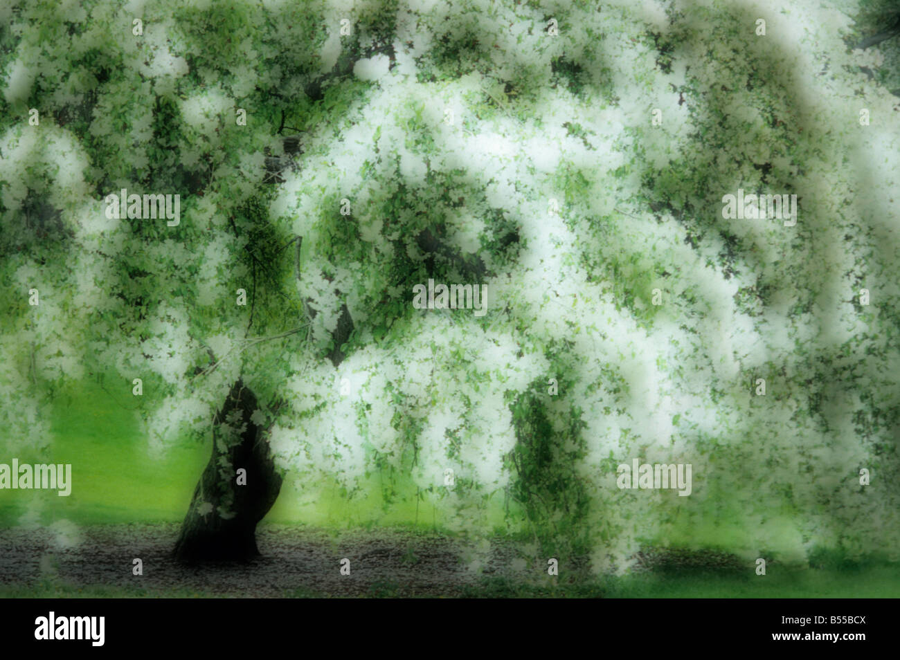 Blooming apple tree picture using orton montage technique Stock Photo ...