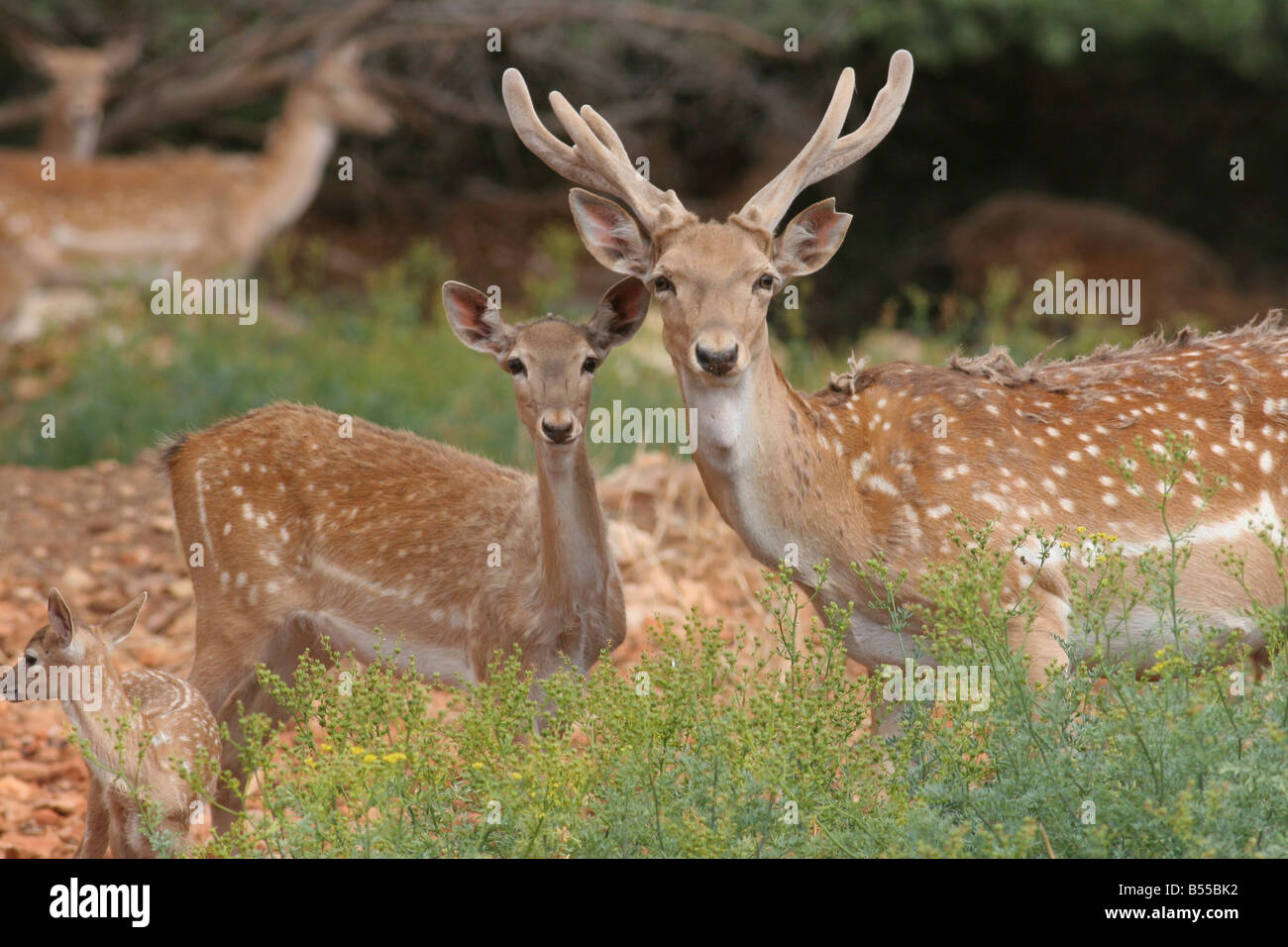 Male and female Fallow Deer Dama dama Israel Stock Photo - Alamy