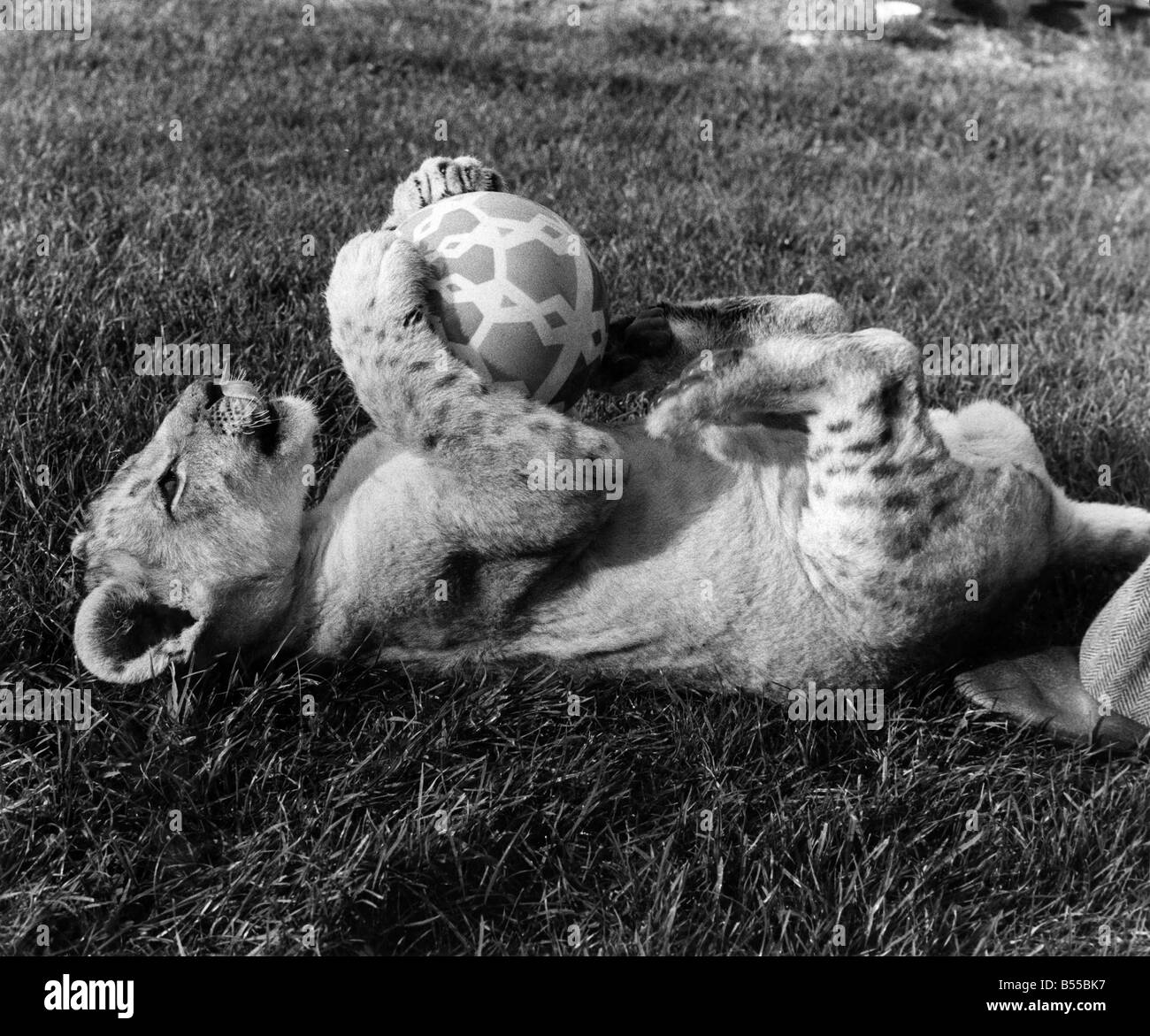 Pride of the lions: Having a ball-that's young Napoleon, the lion cub ...
