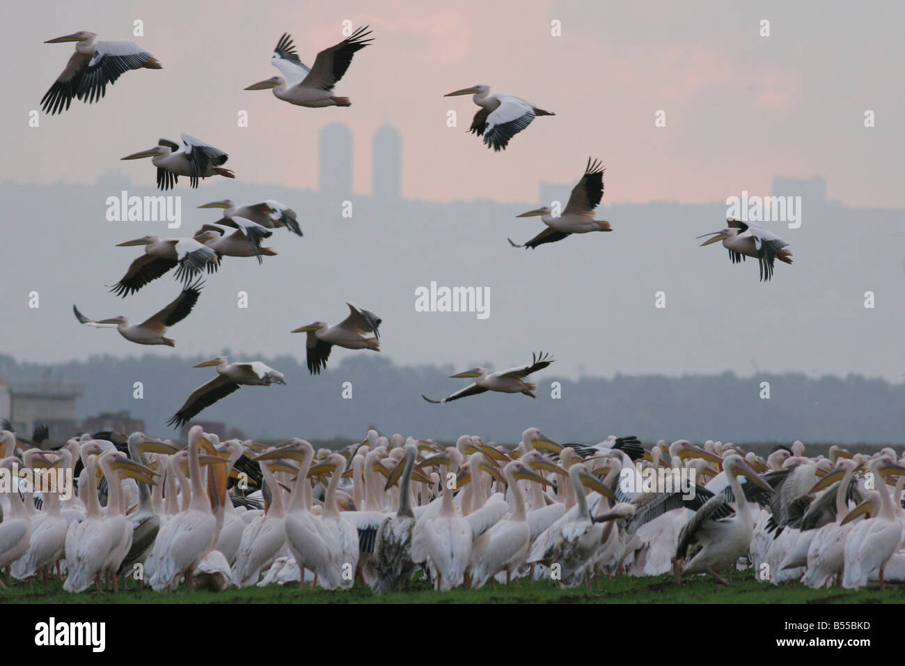a flock of pelicans Israel Haifa Bay Winter December 2007 Stock Photo ...