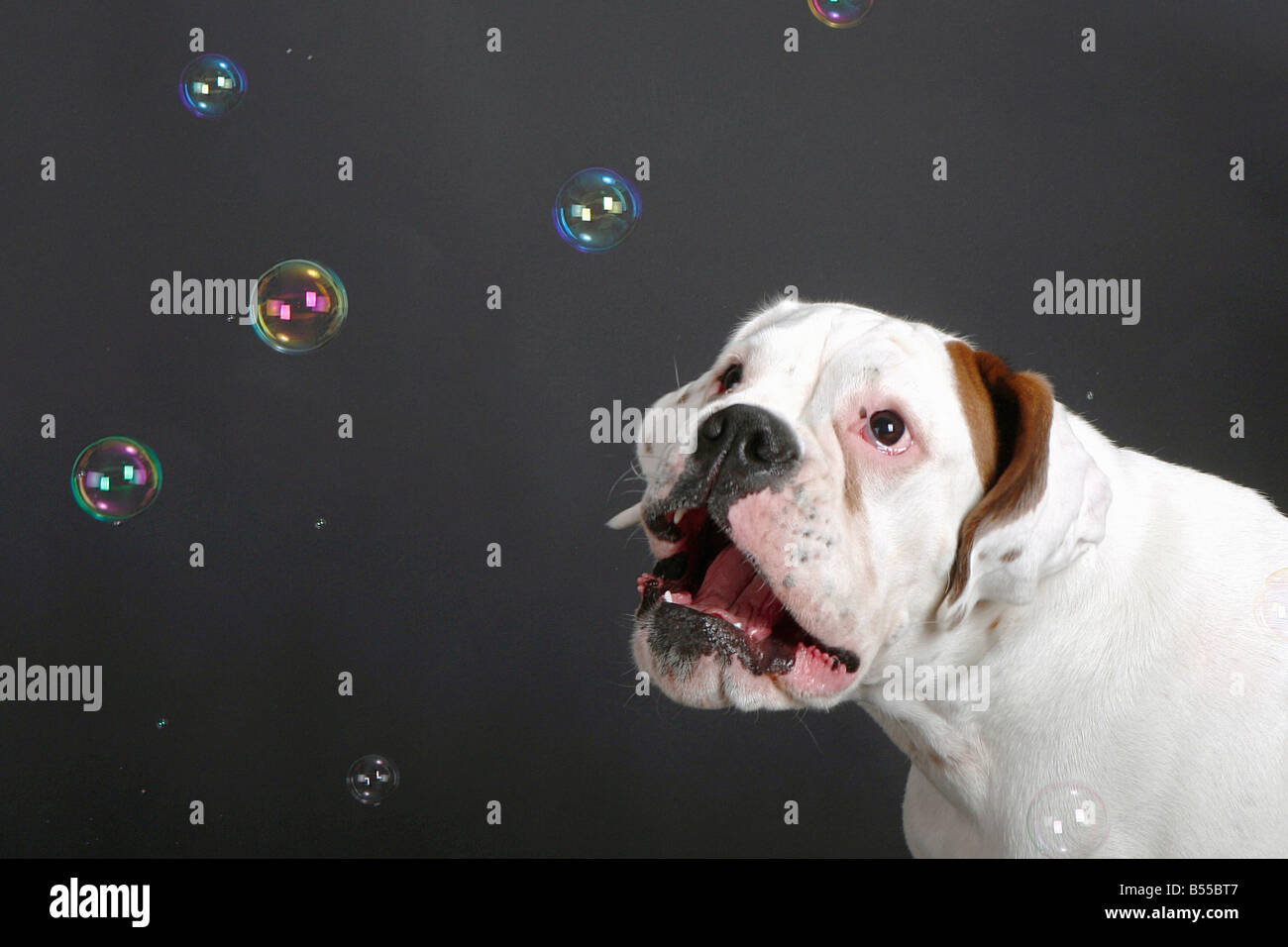 white Boxer - watching bubble soaps Stock Photo - Alamy