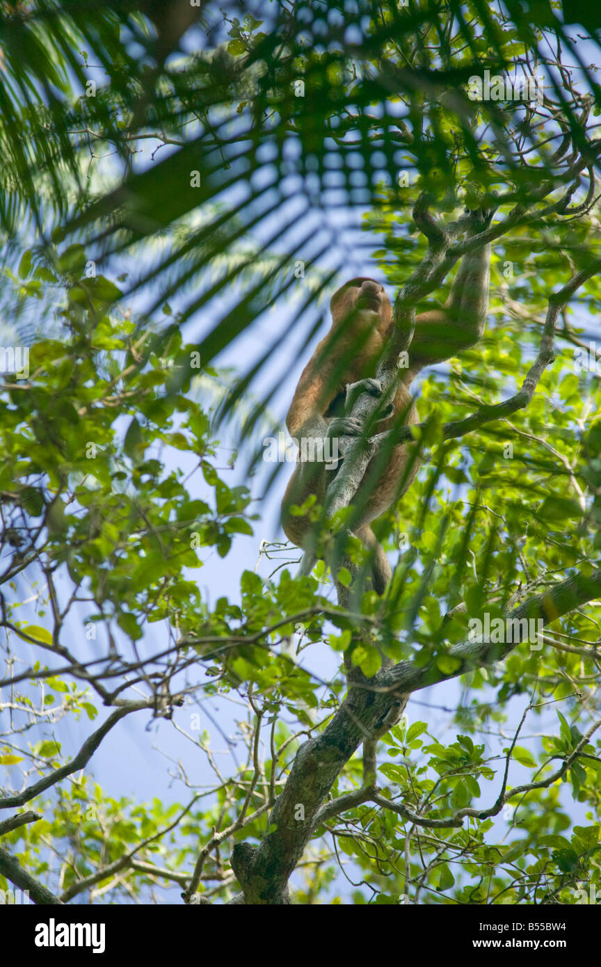 A Proboscis monkey in Bako National Park nr Kuching Sarawak Malaysia ...
