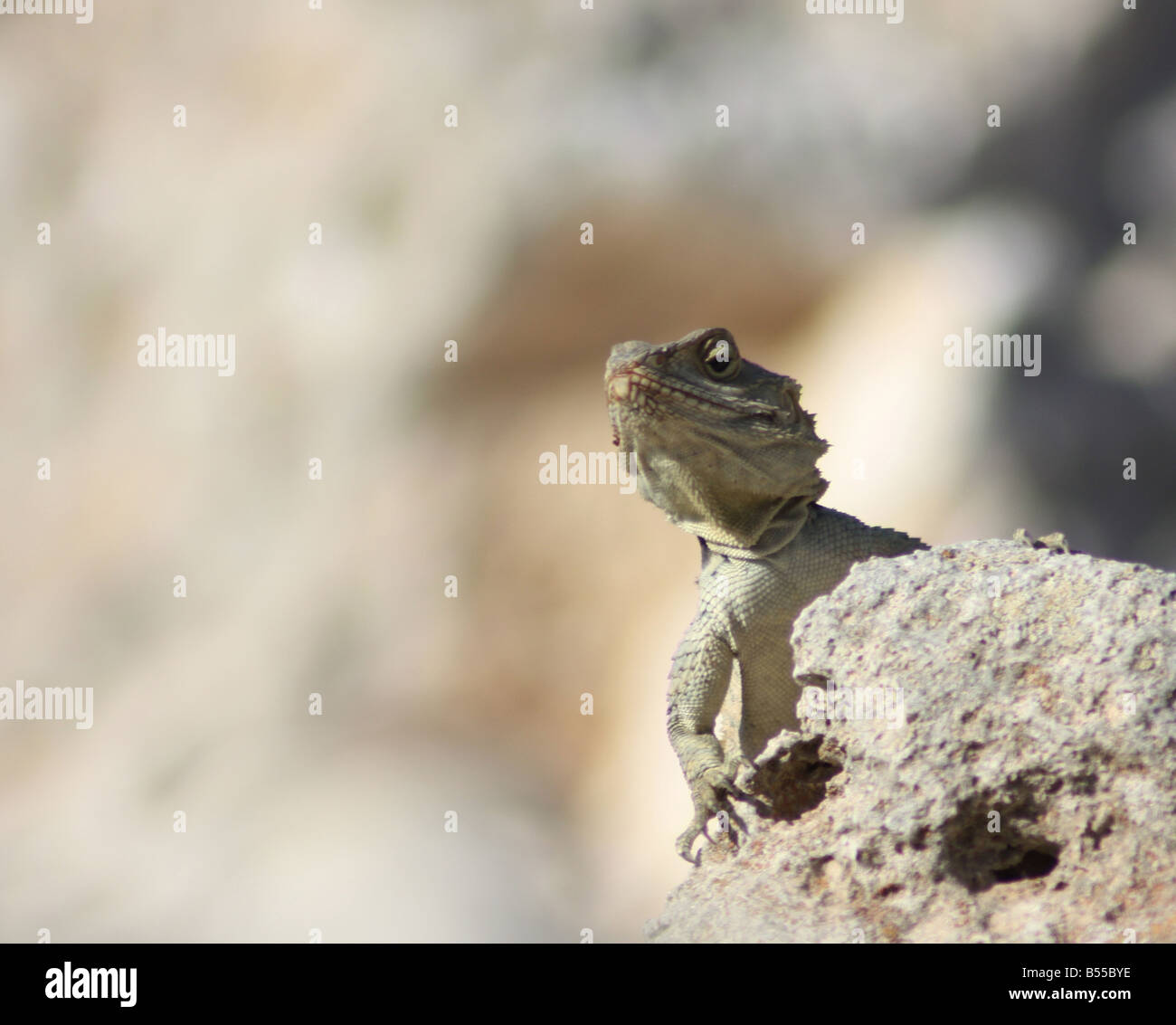 A Gheko spying over the rock Stock Photo - Alamy