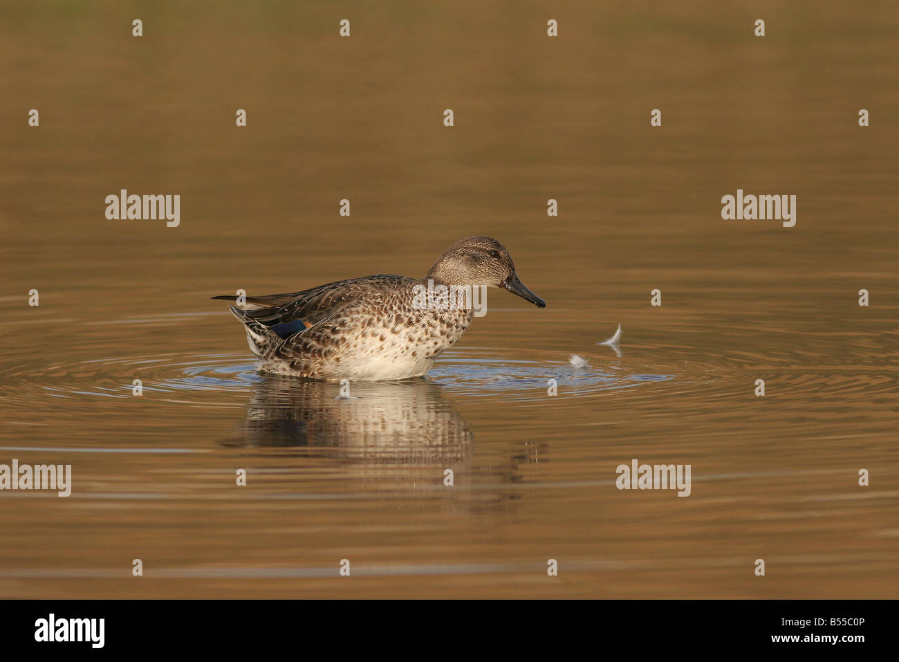 Female Common Teal Anas crecca Stock Photo - Alamy