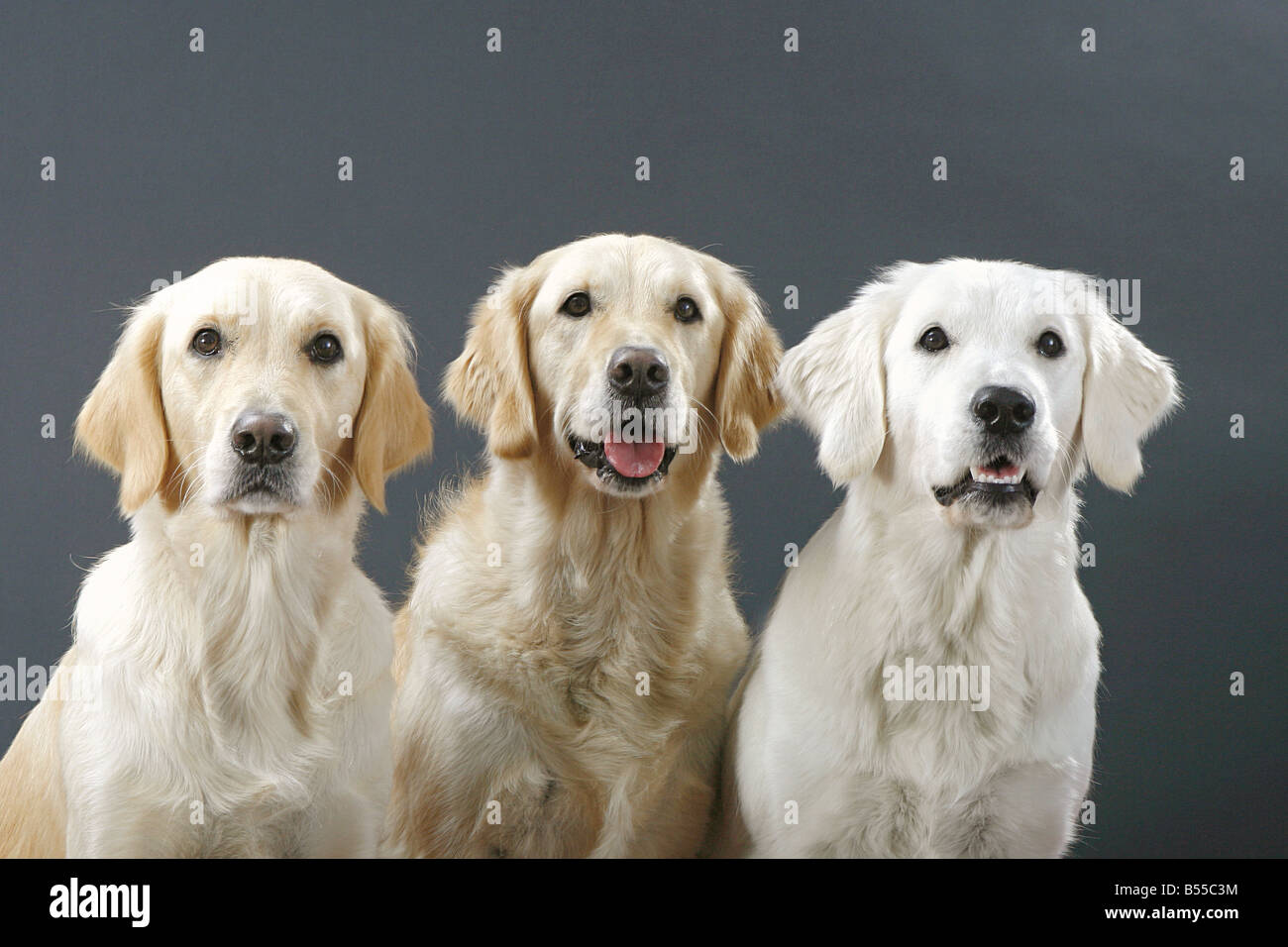 three Golden Retrievers Stock Photo - Alamy