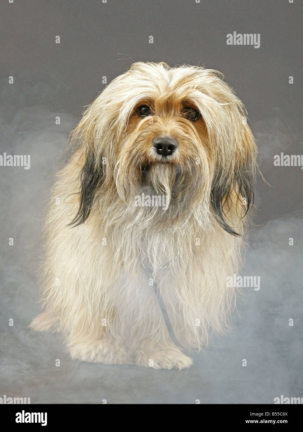 Havanese - standing - cut out Stock Photo - Alamy