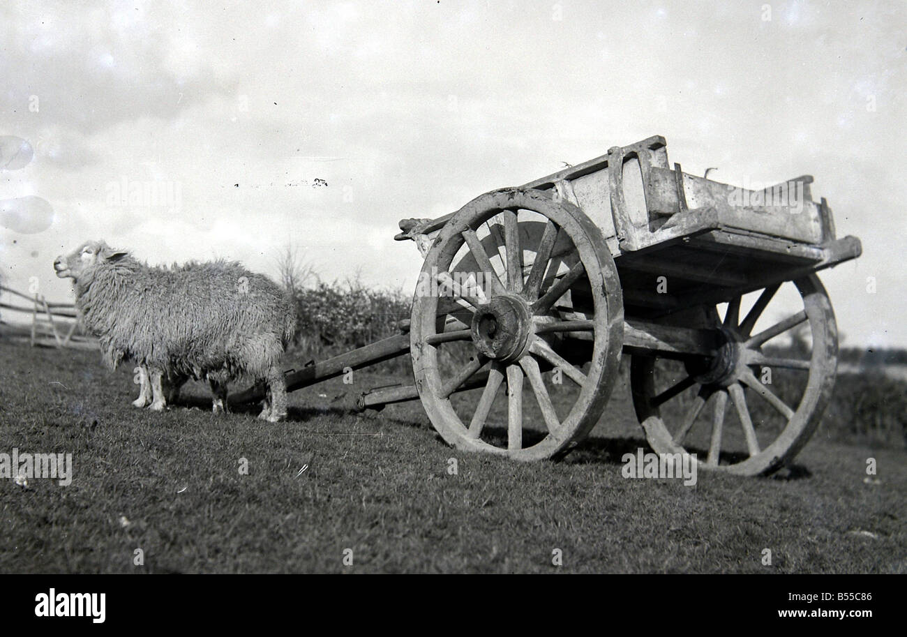 Sheep studies with cart 1930 Alf 204 Stock Photo - Alamy