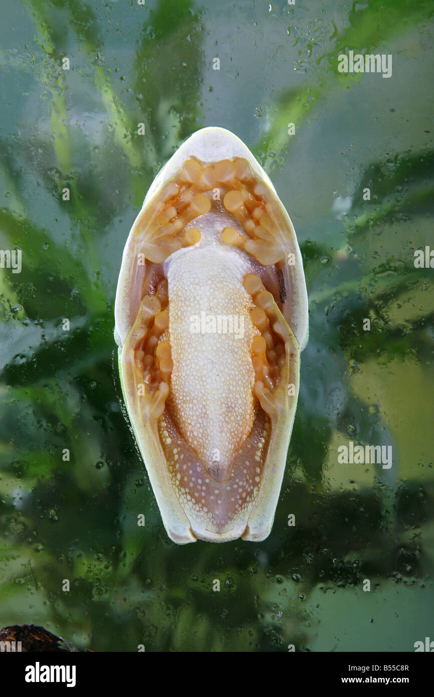 Red-eyed Tree Frog - bottom view / Agalychnis callidryas Stock Photo ...