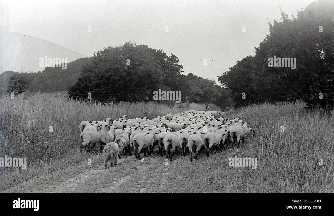 1920s agriculture hi-res stock photography and images - Alamy