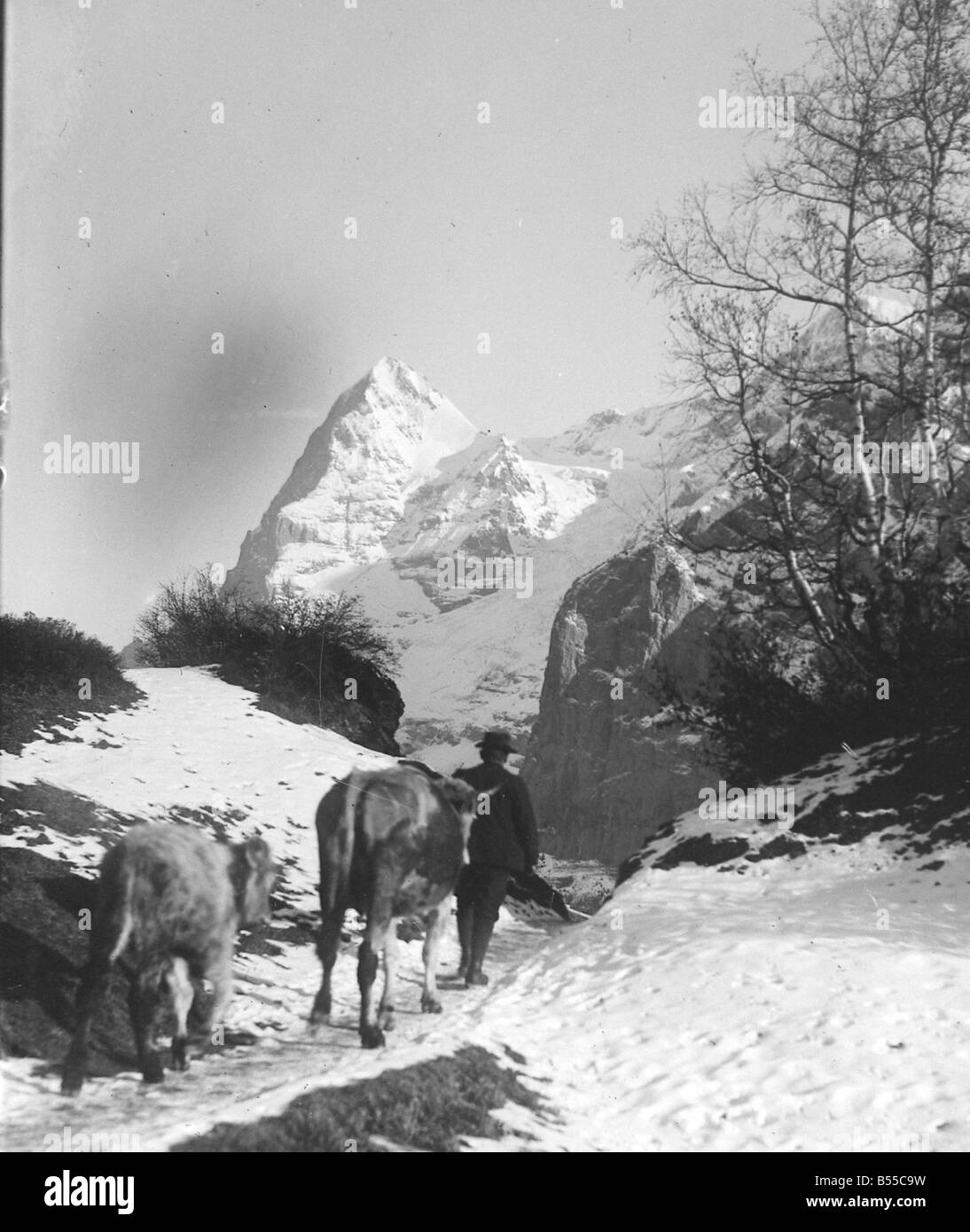 1920s cattle Black and White Stock Photos & Images - Alamy